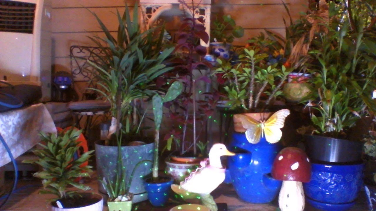 ASMR CREATURES NIGHT SOUNDS - YouTube