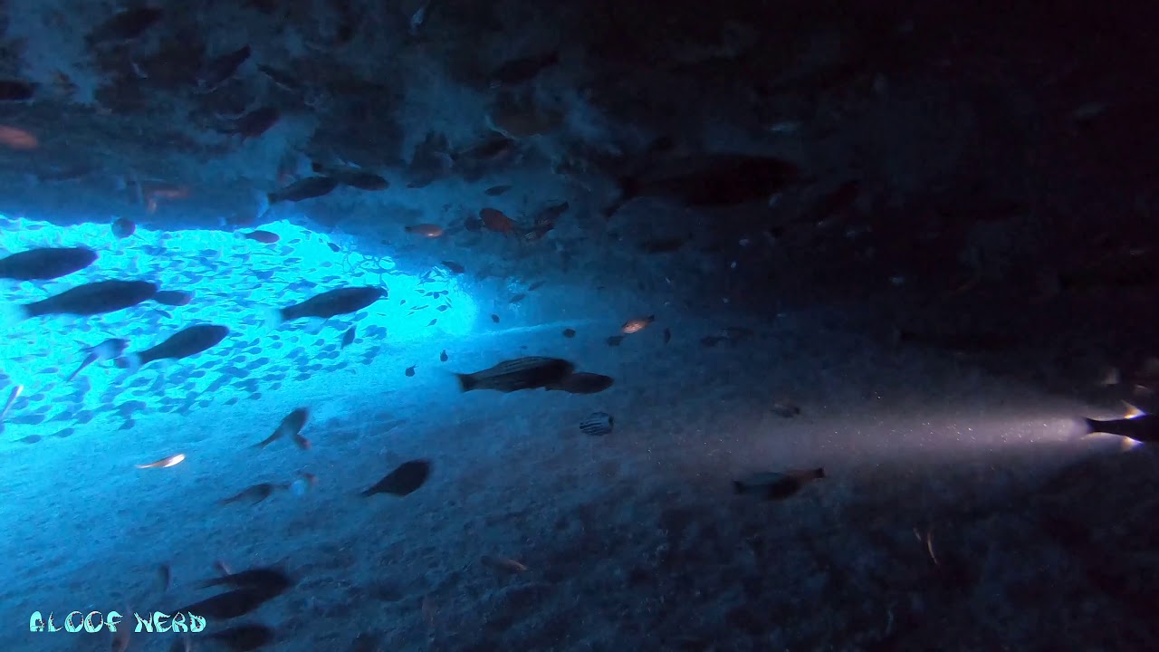 Cave Dive with Dive Point Dive Center in Siquijor, Philippines 4k - YouTube