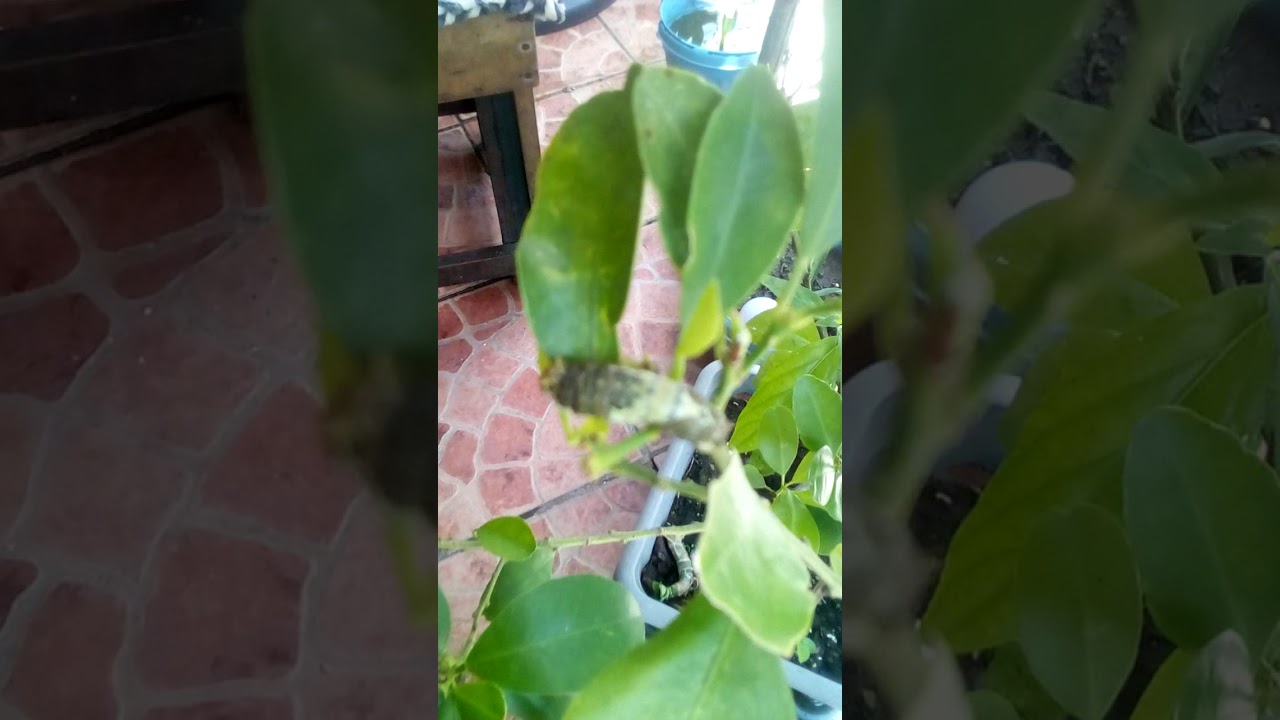 Uod na kumakain sa dahon ng kalamansi Kong tanim. - YouTube