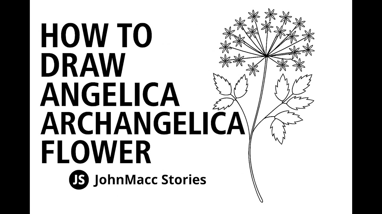 How to Draw Angelica Archangelica Flower | Johnmacc Stories - YouTube
