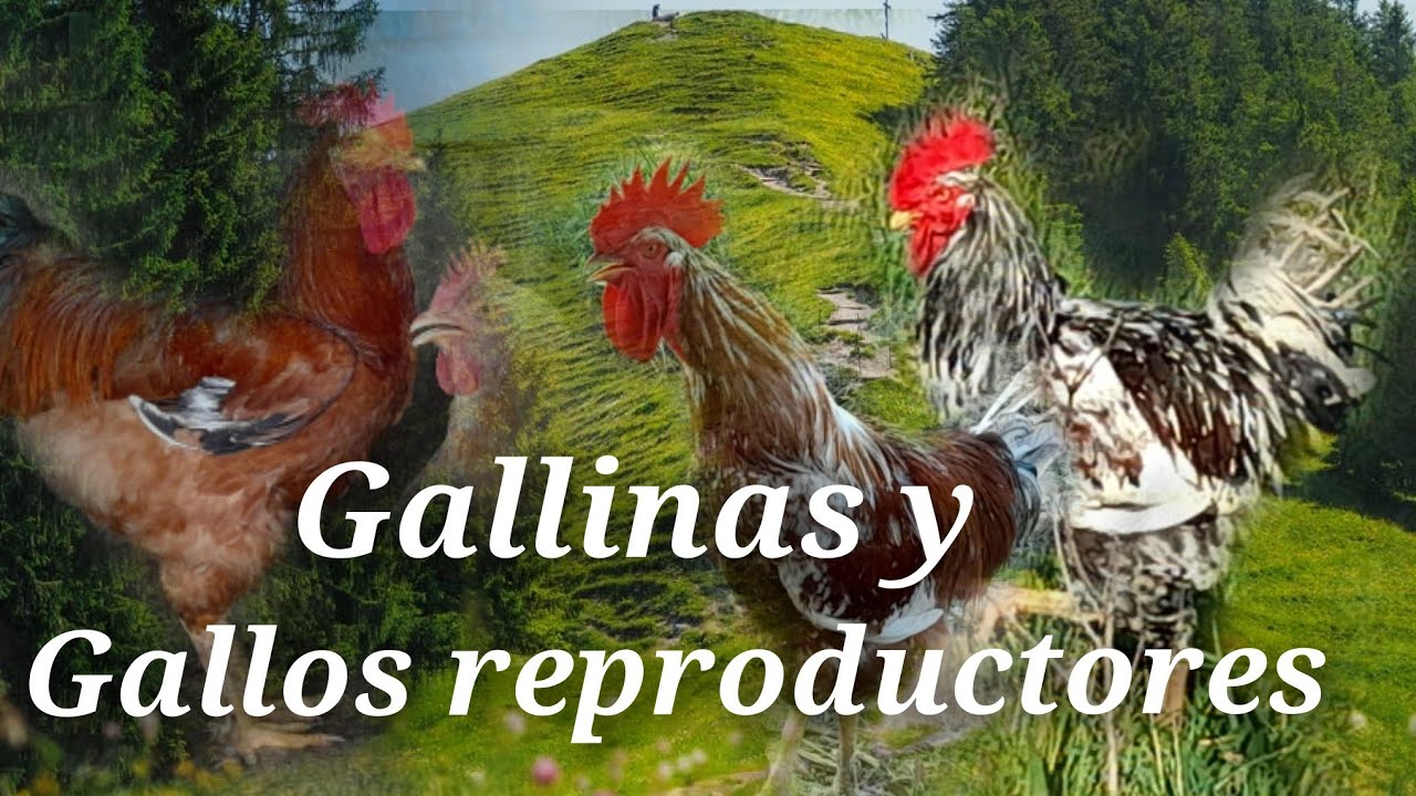 gallinas y gallos reproductores - YouTube