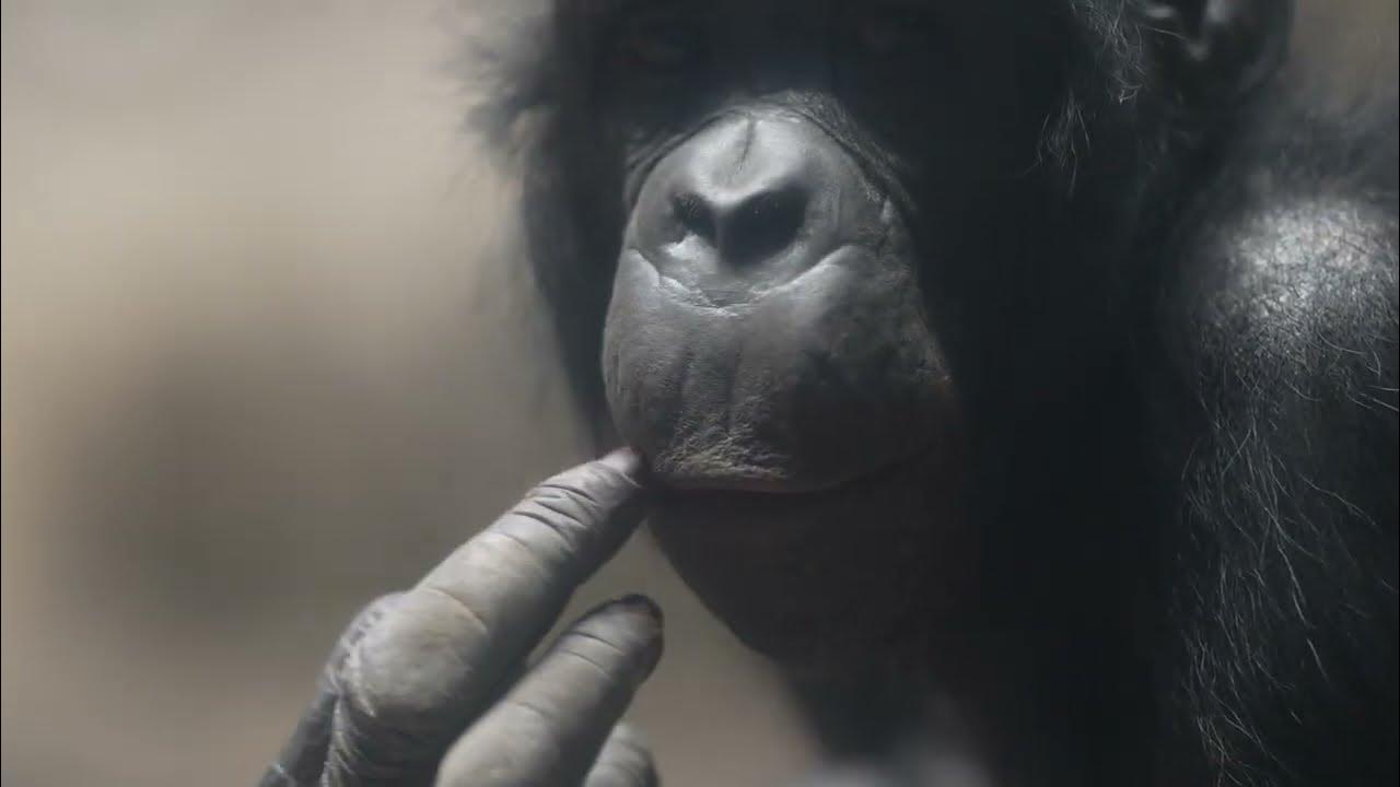 joey bonobo video,Zoo Leipzig - YouTube