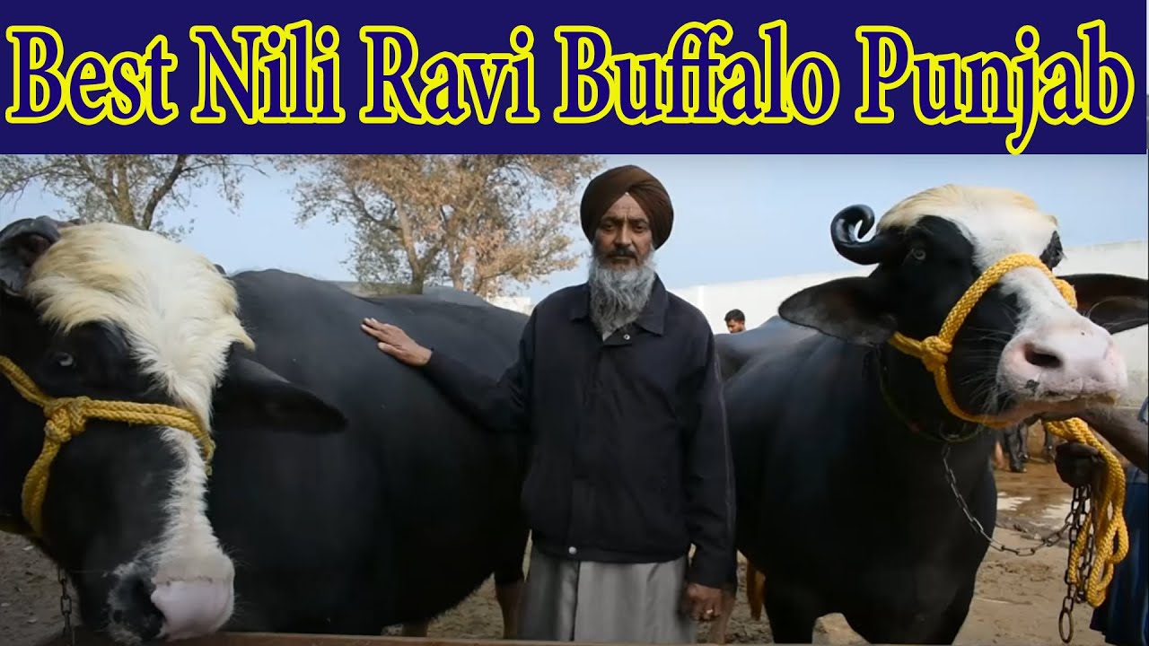 Interview with owner of Best Nili Ravi buffalo from Amarjeet dairy farm ...