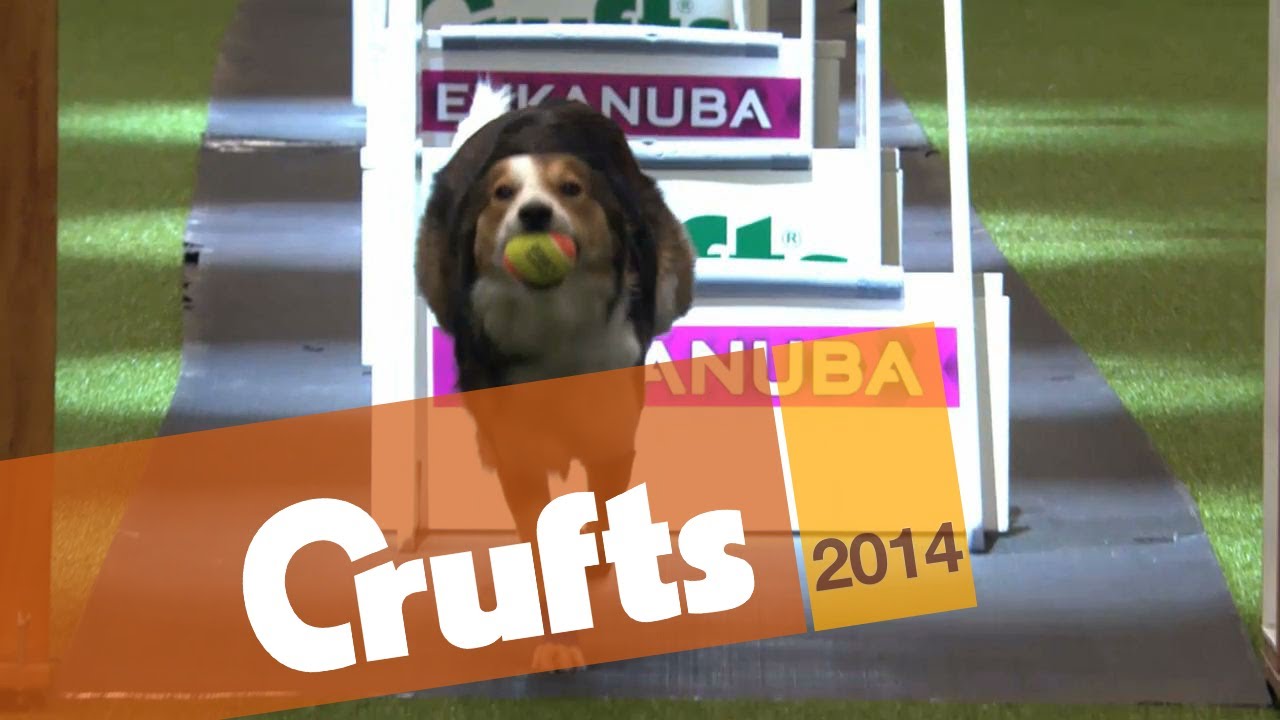 Flyball | Team | Semi Final | Crufts 2014 - YouTube