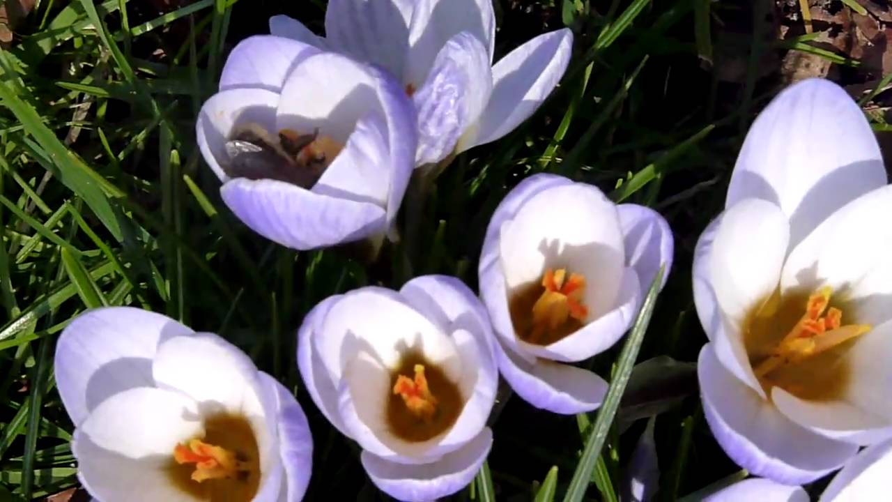 Crocussen met bij. - YouTube