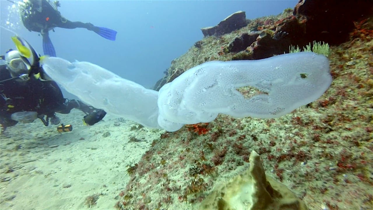 समुद्र के 5 चौकानेवाले जानवर 5 Strange sea animals in the world - YouTube