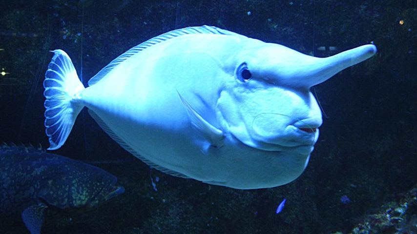 Annonce Poissons Aquarium Mednine Tunisie - GoldAnnonces #animaux - YouTube