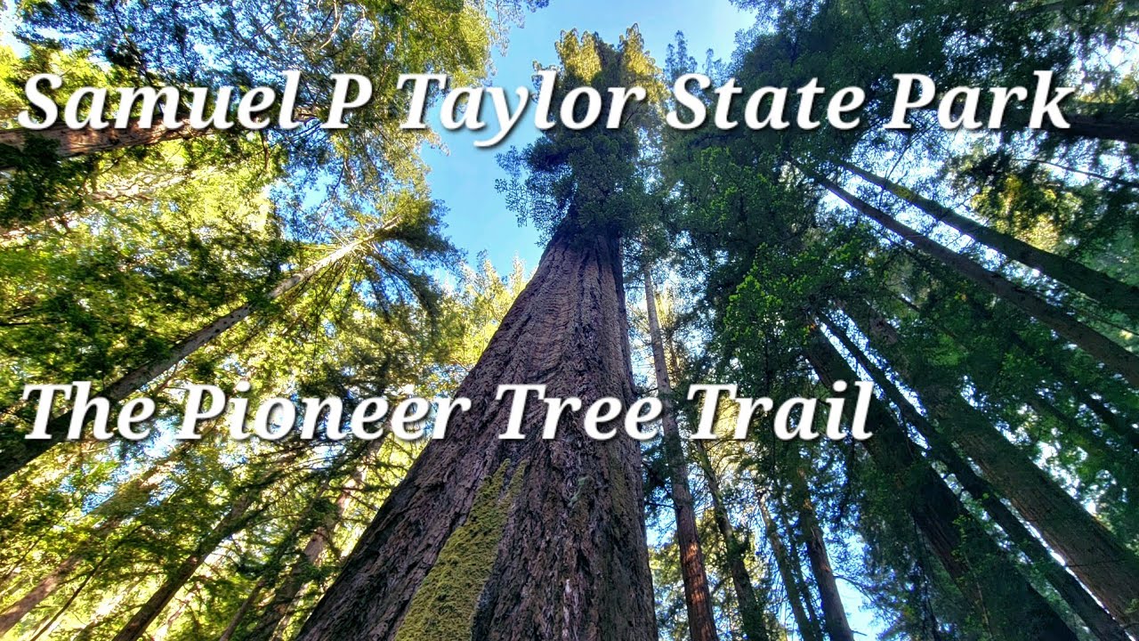 The Pioneer Tree Trail ~ Old Growth Redwoods ~ Samuel P. Taylor State ...
