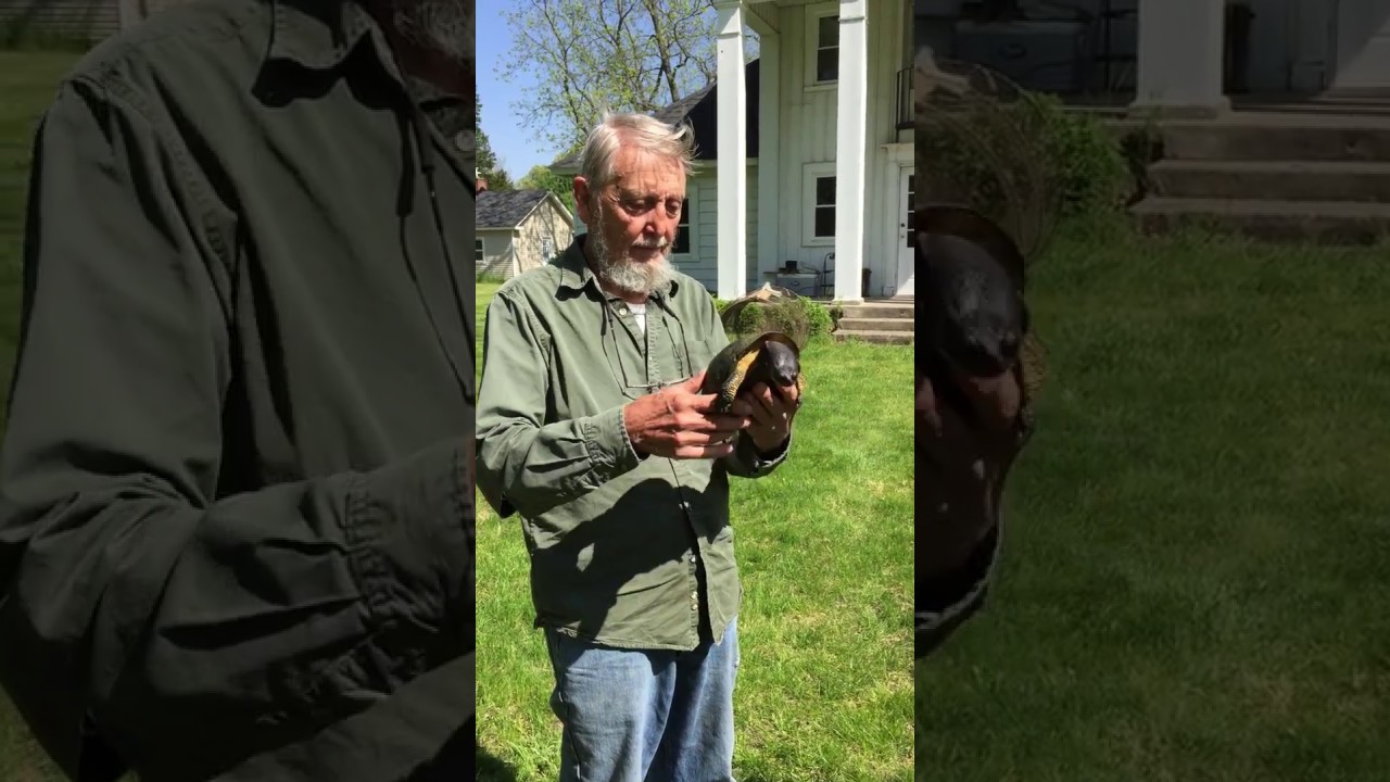 Justin Congdon with 83 yr old Blanding's turtle - YouTube