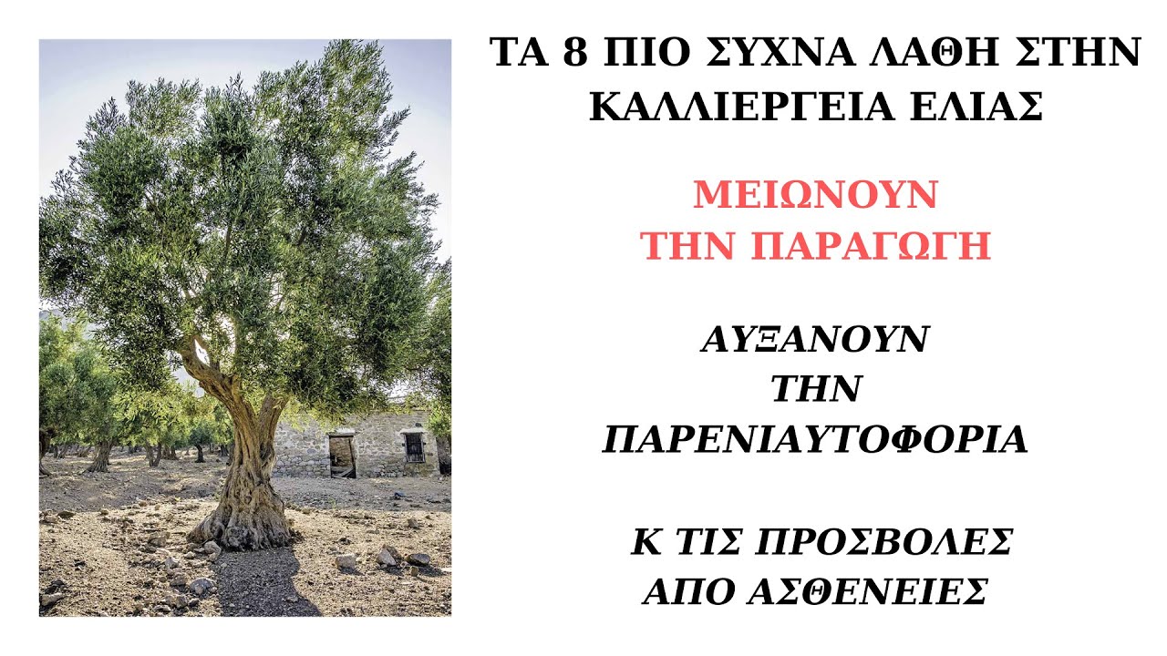 8 ΛΑΘΗ ΣΤΗΝ ΚΑΛΛΙΕΡΓΕΙΑ ΕΛΙΑΣ ΠΟΥ ΜΕΙΩΝΟΥΝ ΤΗΝ ΠΑΡΑΓΩΓΗ!Xenis flavors ...