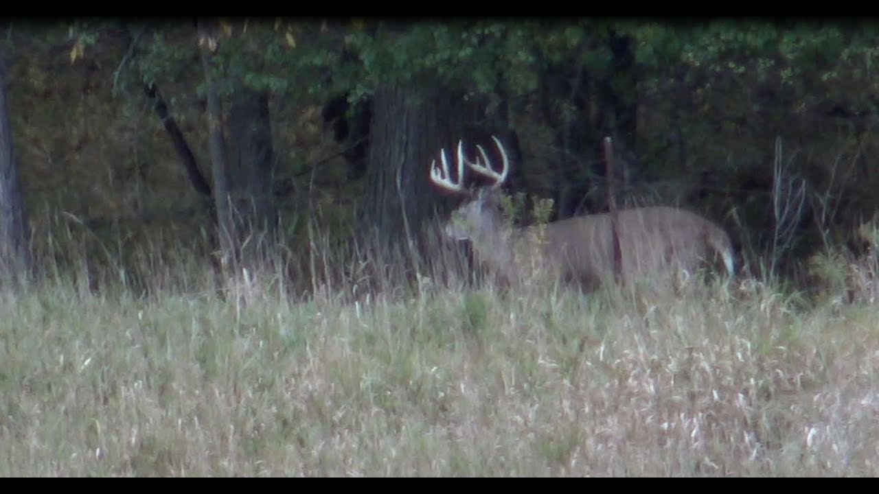 Michigan deer hunting big buck - YouTube