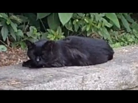 穏やかなる休憩黒猫さんが可愛い【A calm resting black cat is cute】 - YouTube