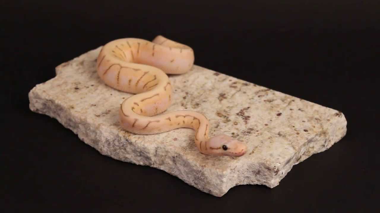 2013 Ball Python Holdbacks & Pickups - YouTube