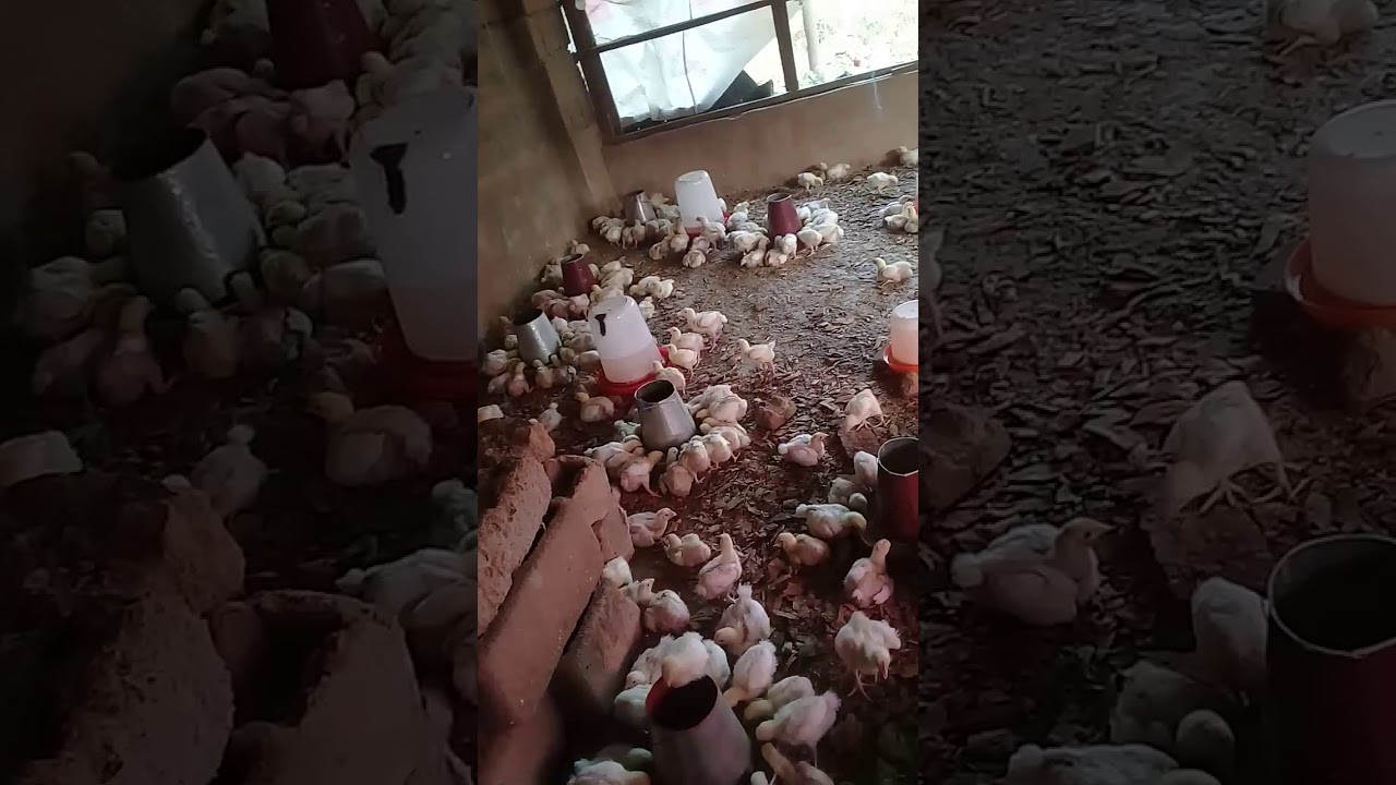 Three weeks broilers - YouTube