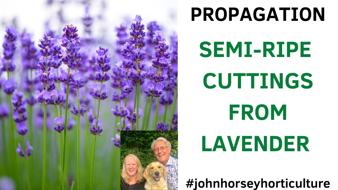 HOW TO TAKE SEMI-RIPE CUTTINGS FROM LAVENDER - PROPAGATING LAVENDER ...