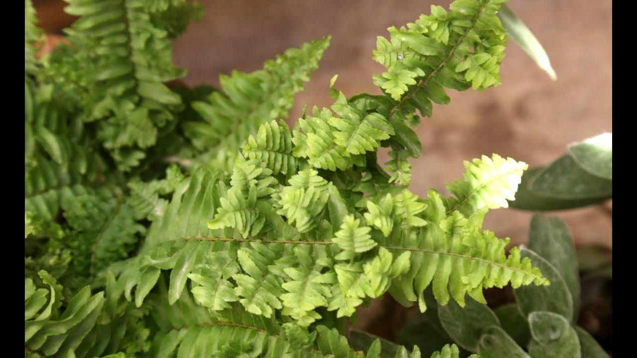 How To Divide Fluffy Ruffle Fern - YouTube