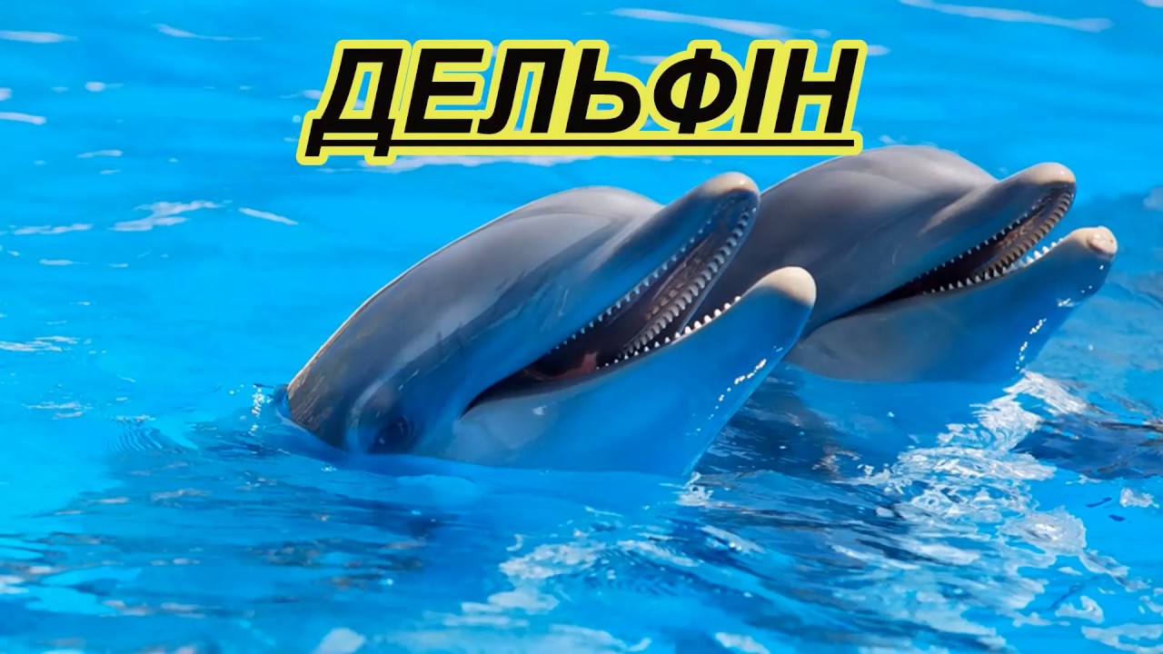 Дельфін. Опис, характеристика. Природознавство - YouTube