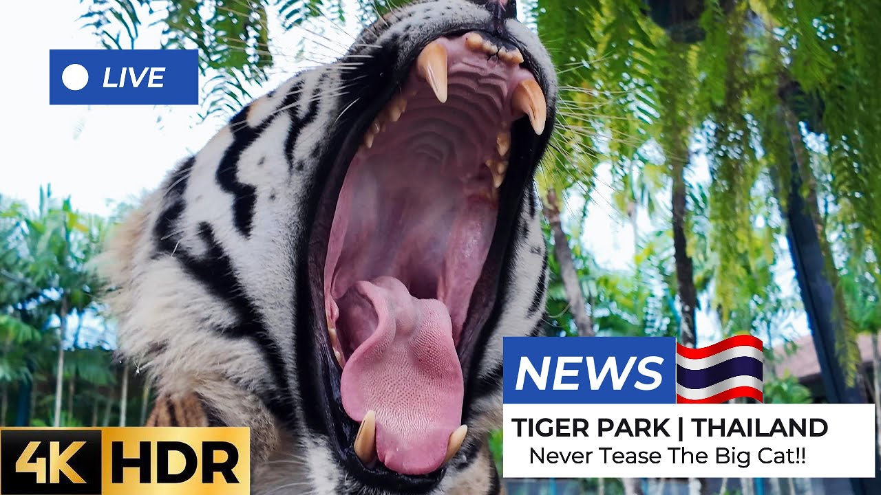 HDR 4K VIRTUAL CITY TOUR~PHUKET~THAILAND~TIGER PARK PART 2~#travel # ...