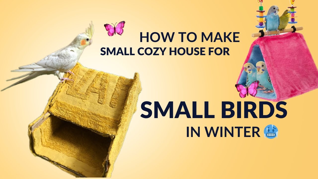 How to make Winter cozy house for Cockatiel at home? || DIY #diy #howto ...