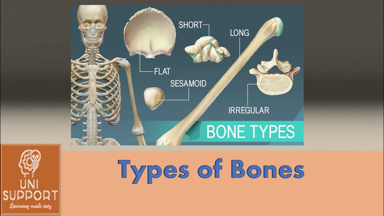 The Different Types Of Bones The Different Types Of Bones