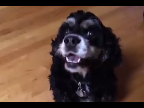 Buzdolabı Açılınca Sevimli Köpeğin Komik Hali