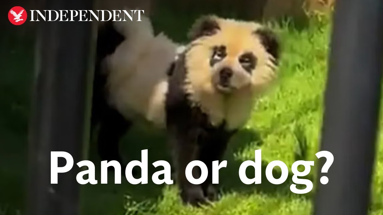 Zoo admits that their pandas are ‘painted dogs’ after backlash from ...