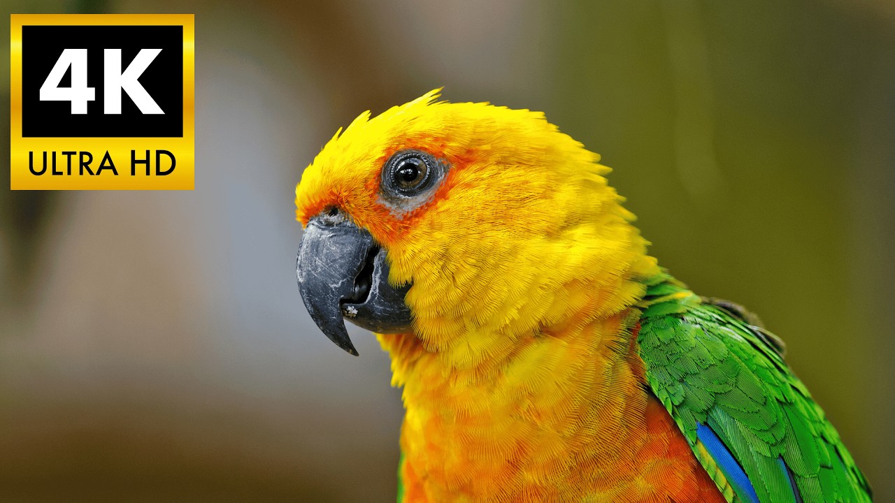 SUN CONURE 4K HDR: The World’s Most Colorful Parrot | Cinematic Ultra ...