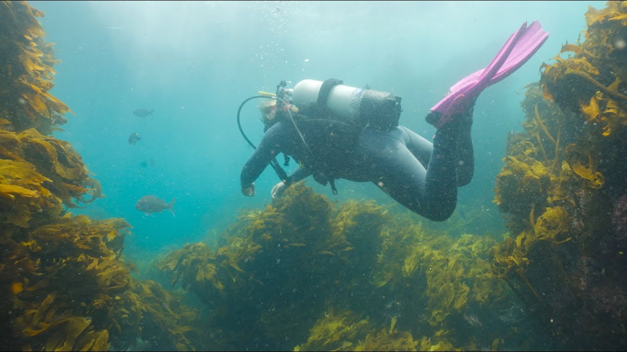Underwater adventures at Goat Island Marine Reserve 4k - YouTube