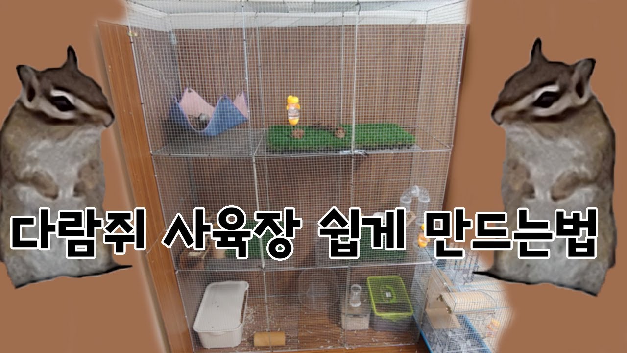 아기 다람쥐 우디의집 리모델링하기! chipmunk making house! - YouTube