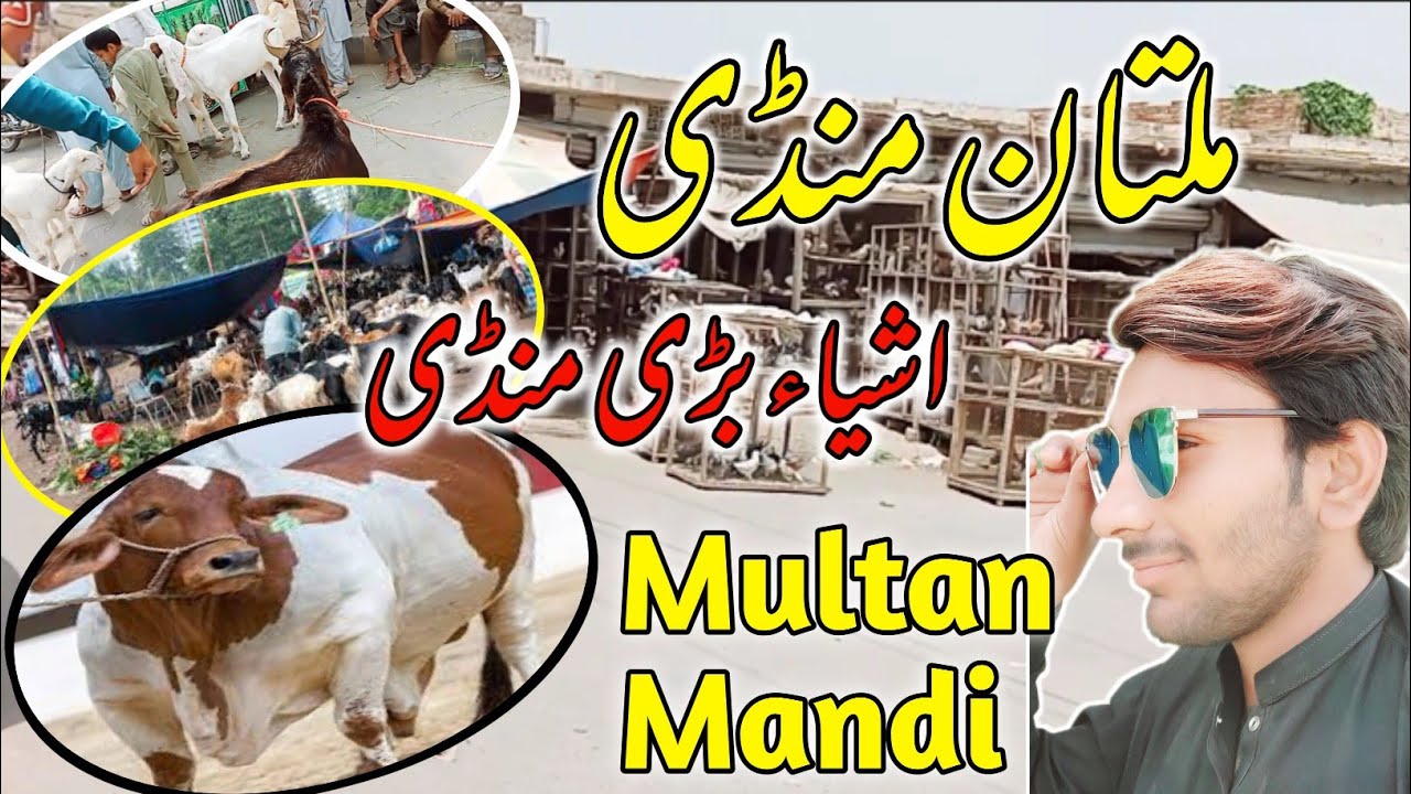 "Inside Multan Animal Mandi: Exploring the Wild Side!" - YouTube