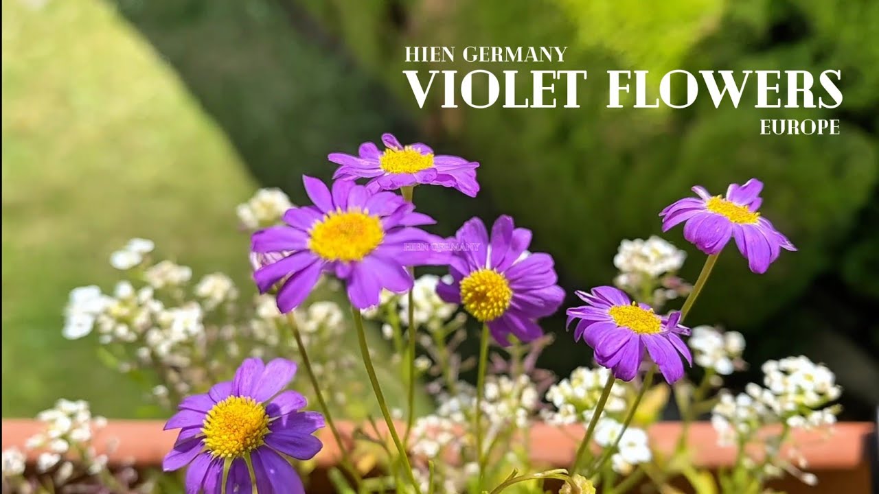 #198 Violet Flowers in Europe | Beautiful Flowers in Europe - YouTube