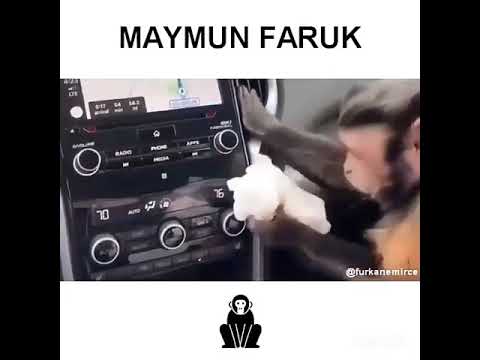 Maymun Faruk