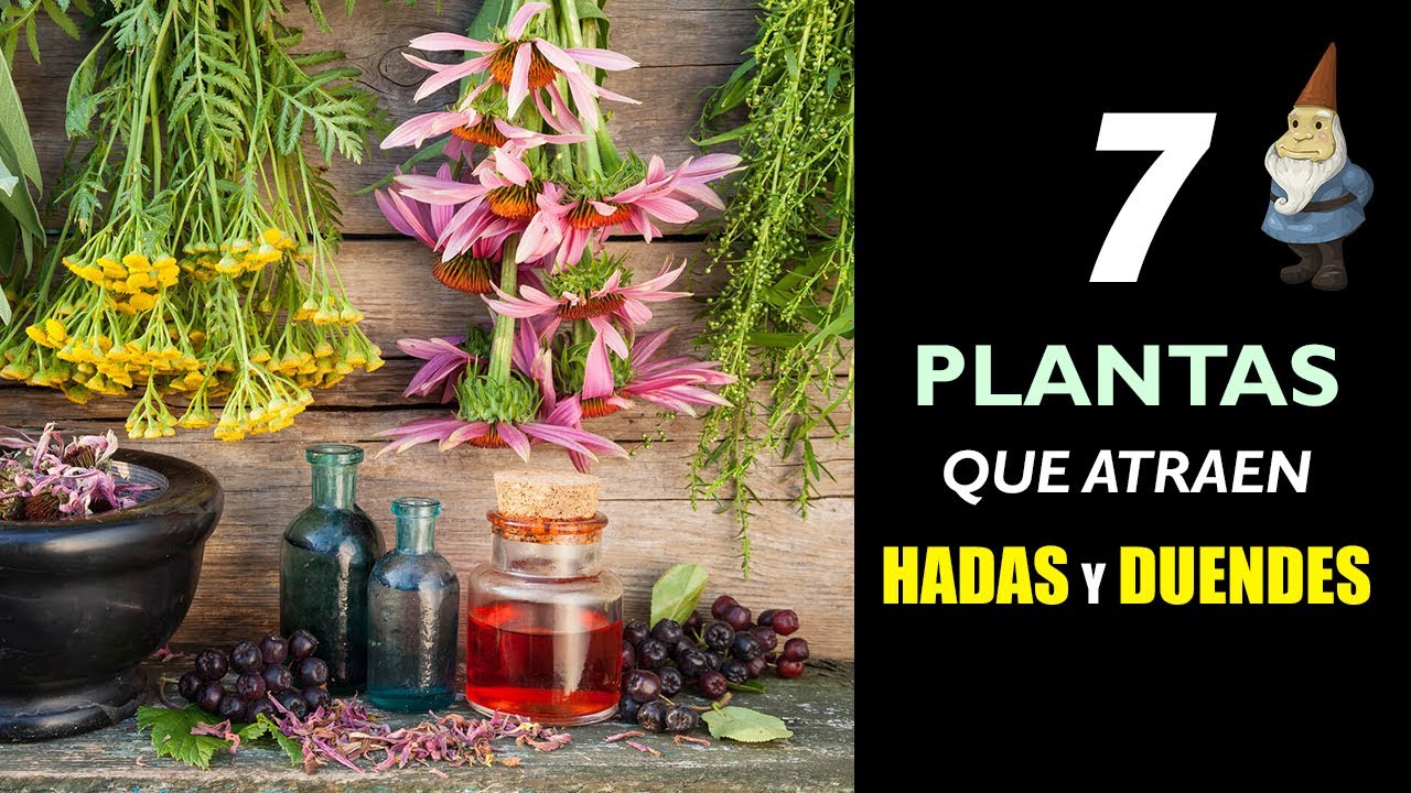 7 Plantas para atraer Hadas y Duendes - YouTube