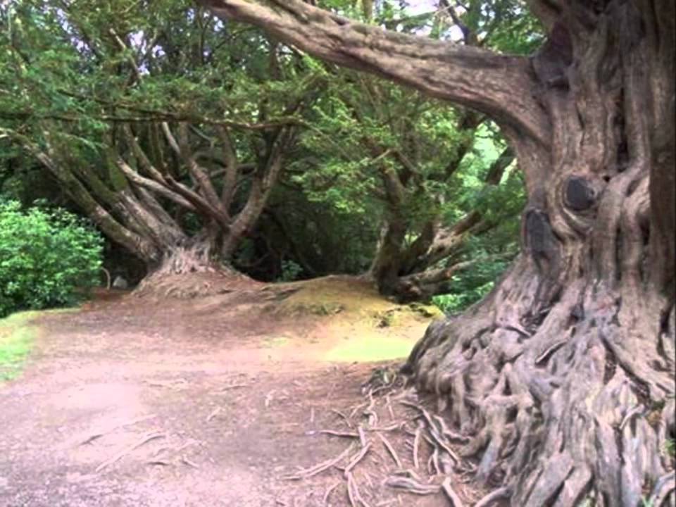 Cool Tree Pictures - YouTube