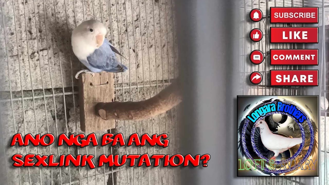 Ano nga ba ang Sexlink mutation? Tara panuorin mo to #albs2 #opaline # ...
