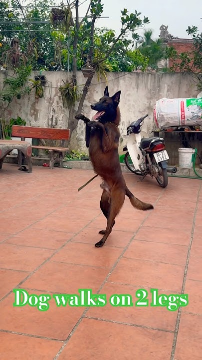 ️😍 Dog walks on 2 legs ️ Malinois training dog #malinois #becgie# ...
