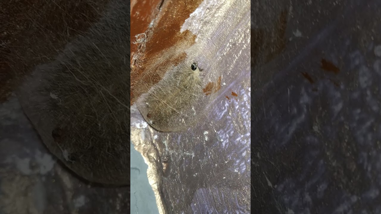 Hairy Caterpillar(Amsacta albistriga)movement after birth from nest ...