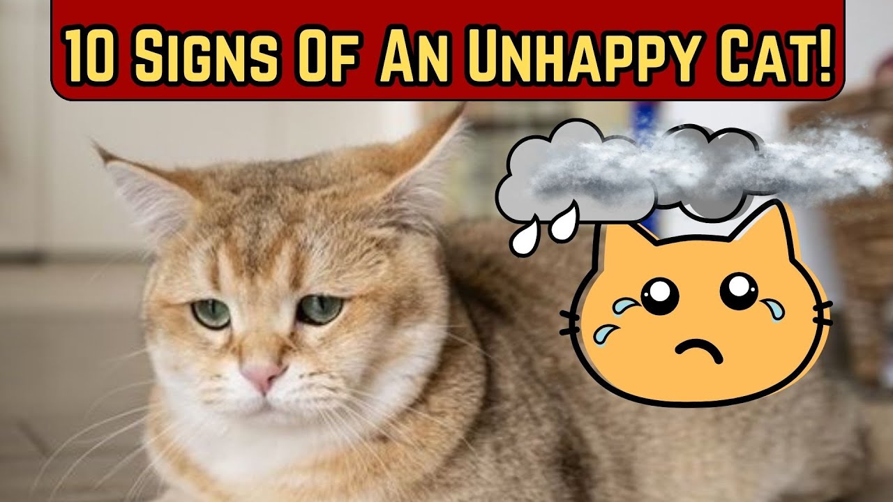 How Does An Unhappy Cat Act? - YouTube