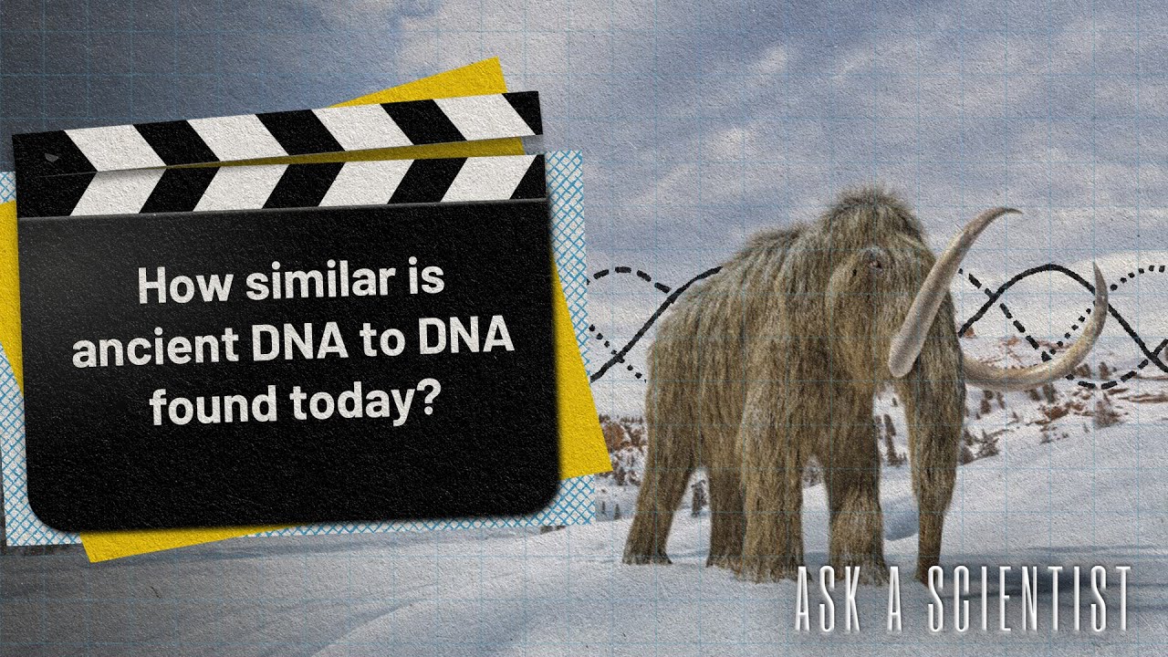 ASK A SCIENTIST...How similar is ancient DNA to DNA found today? - YouTube