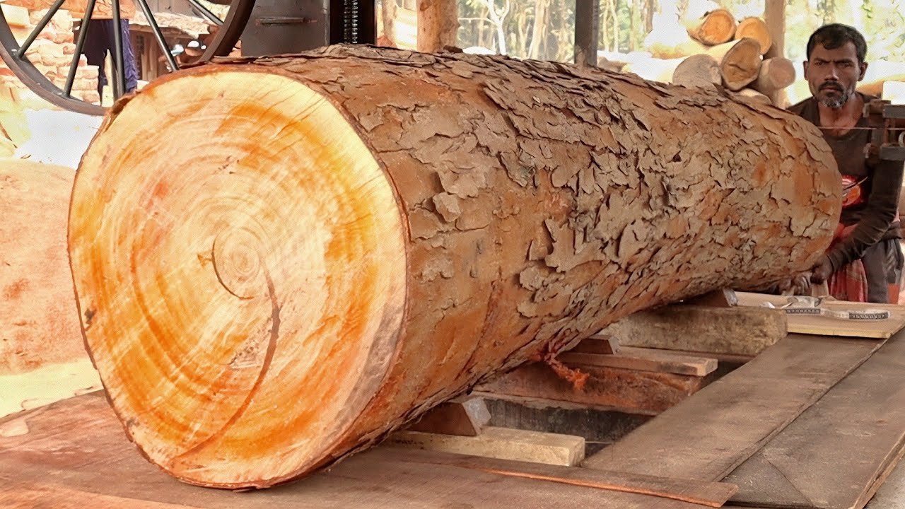 Sawmill Wood Cutting Skills in Advanced Lumber Mills//Giant Trees On A ...