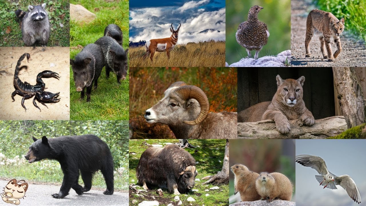 Animal sounds - Wild animals of North America - YouTube