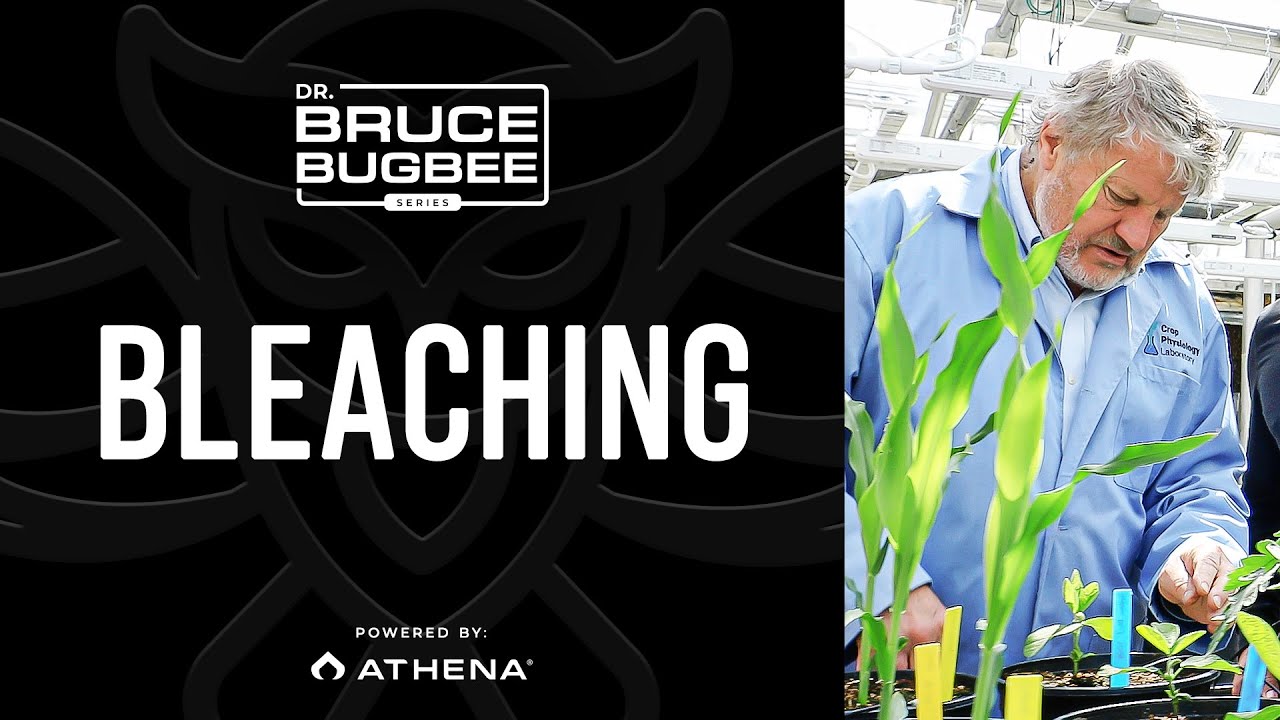 Bruce Bugbee Series – Bleaching - YouTube