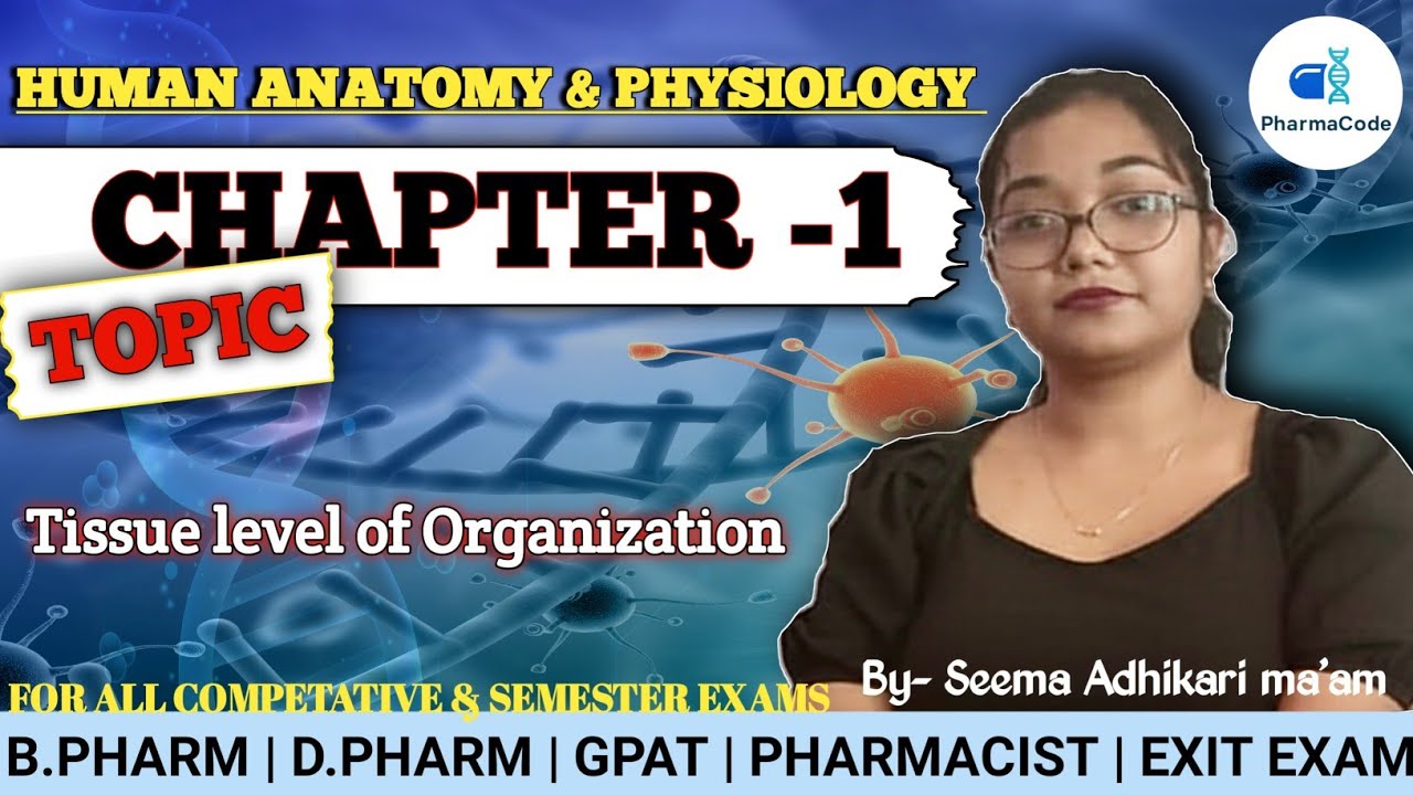 Tissue Level of Organization | Types, Structure & Functions Explained ...