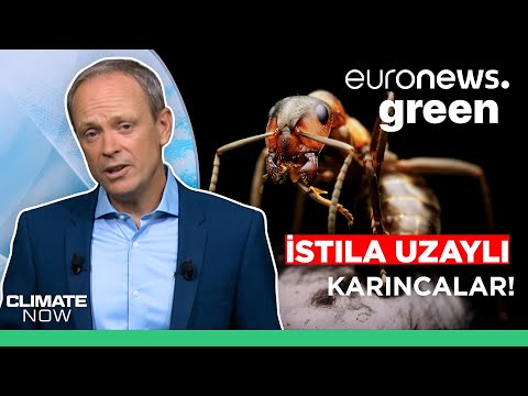 İstilacı karıncalar küresel ısınmayla birlikte Avrupa'yı nasıl ele geçiriyor?
