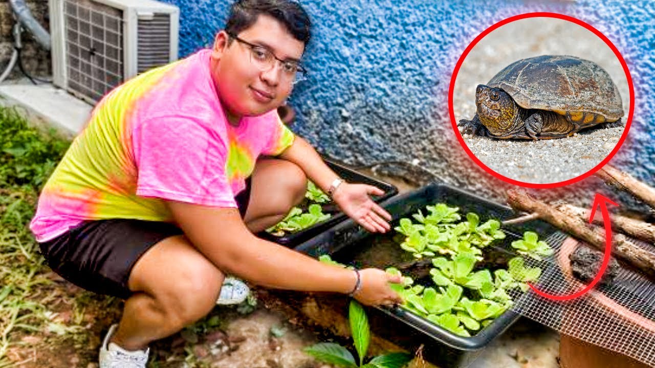 Mis Tortugas Kinosternon!!! - YouTube