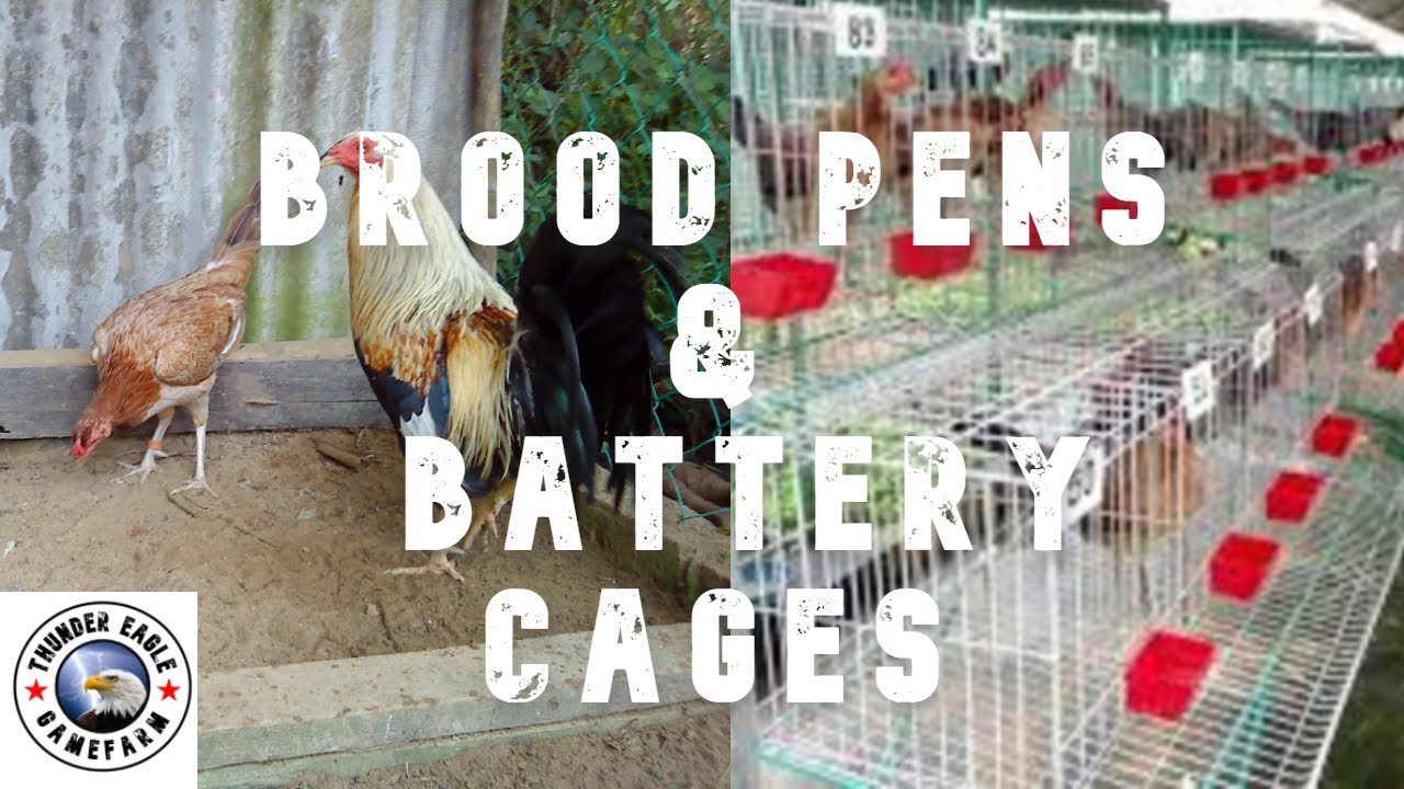 Thunder Eagle Gamefarm - Brood Pens and Battery Cages - YouTube