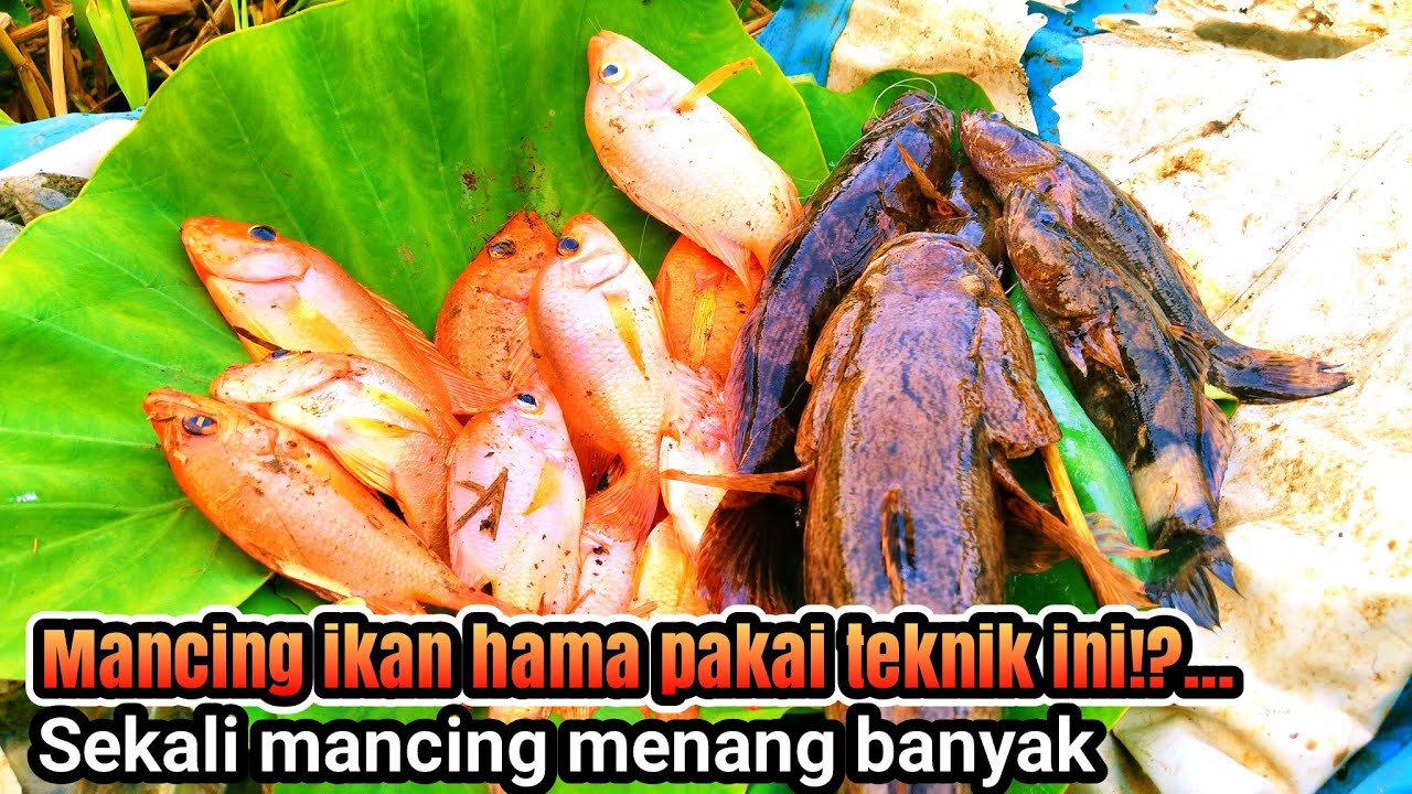 WIS SUE ORA MANCING-MANCING... ⁉️ mancing ikan hama red devils di danau ...