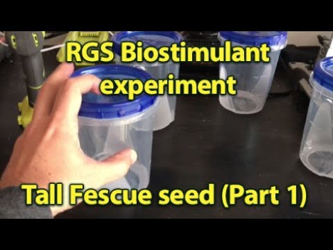 RGS biostimulant experiment - Tall Fescue seed (PART 1) - YouTube