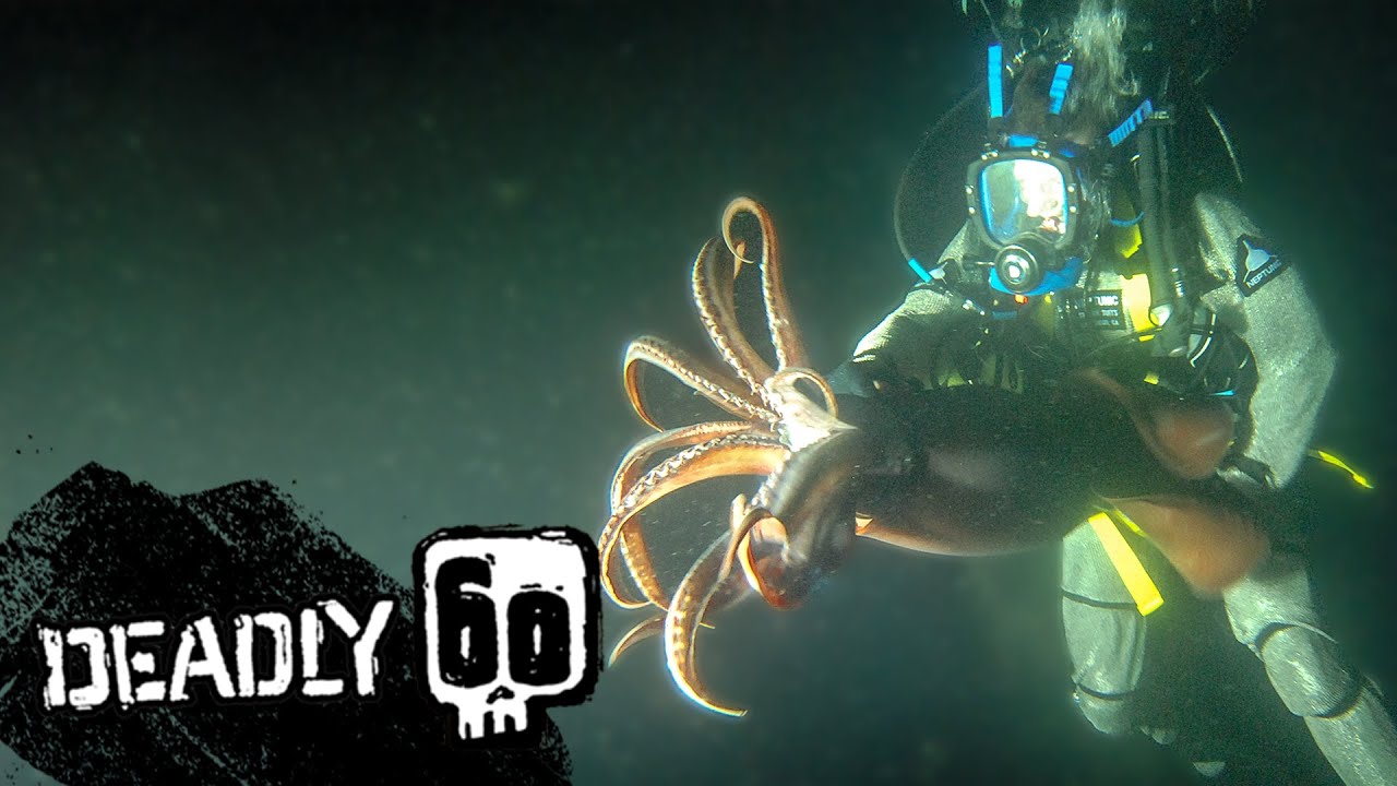 Swimming With An Angry Humboldt Squid! | Deadly 60 | BBC Earth Kids ...
