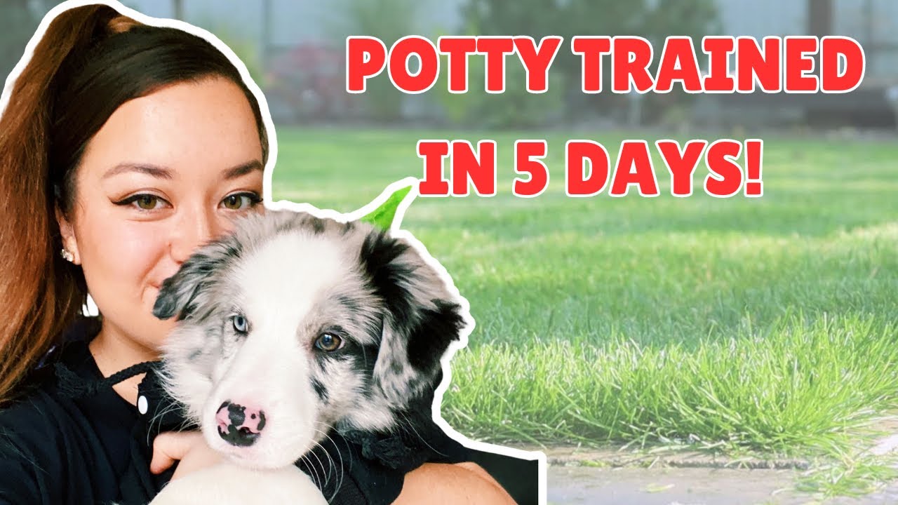 Puppy Potty Training 101: Tips (PLUS Example Schedule!) - YouTube